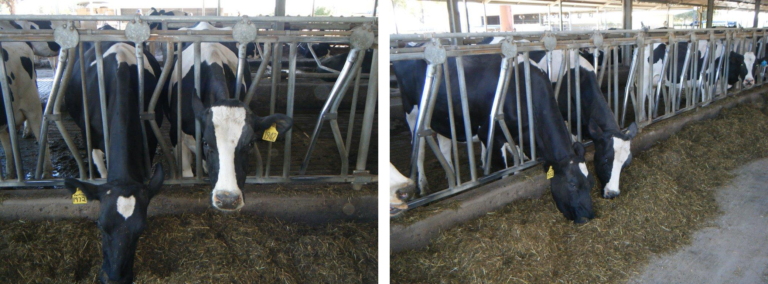 Herd Management Systems | RP Rural Engineering